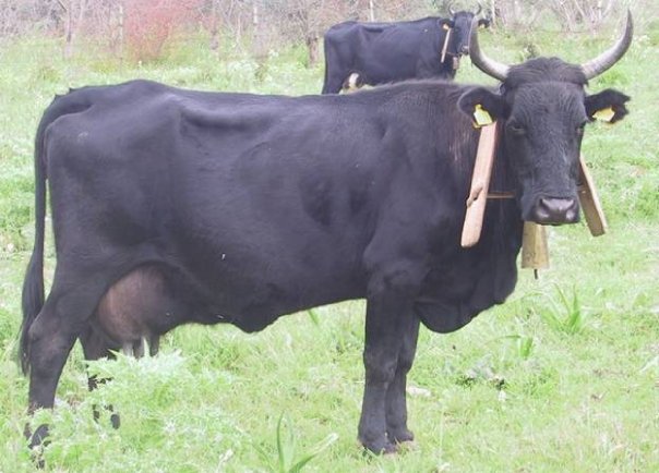Bovina di razza cinisara - Siciliafan