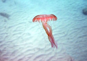 Il Mediterraneo sta diventando sempre più tropicale: boom di meduse ...