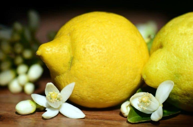 La storia del Limone Interdonato, splendido agrume che si trova solo in Sicilia - Siciliafan