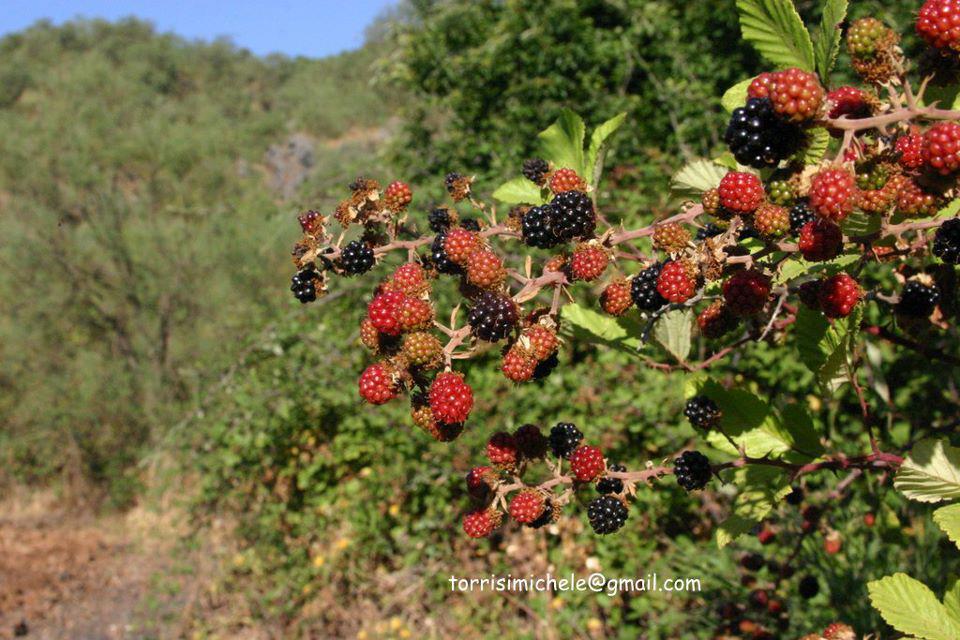 Rubus fruticosus L Fam. Rosaceae - Siciliafan