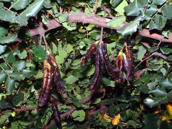 Carrube | usi e rimedi siciliani: un tesoro nascosto - Siciliafan