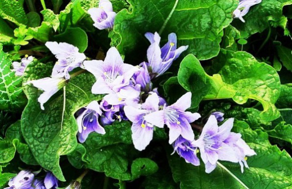 Mandragora: proprietà, benefici e superstizioni