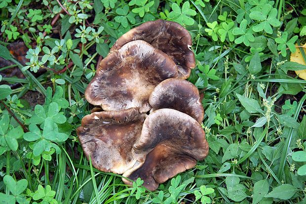 Caltavuturo, da domani via libera per il Fungo Ferla Fest - Siciliafan