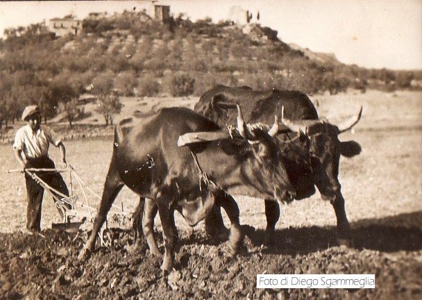 Antichi mestieri di Sicilia - Contadino - Siciliafan