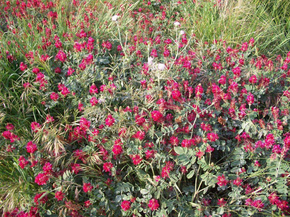 Flora siciliana - Sulla coronaria L. Medik. Fam. Fabaceae Hedysarum ...