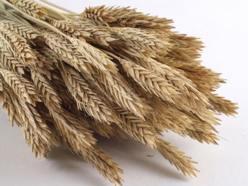 Orzo: le infinite proprietà benefiche di uno dei cereali più antichi ...