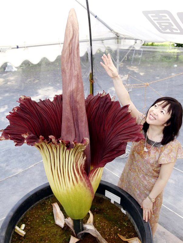Aro titano o Amorphophallus titanum: il fiore cadavere con l ...