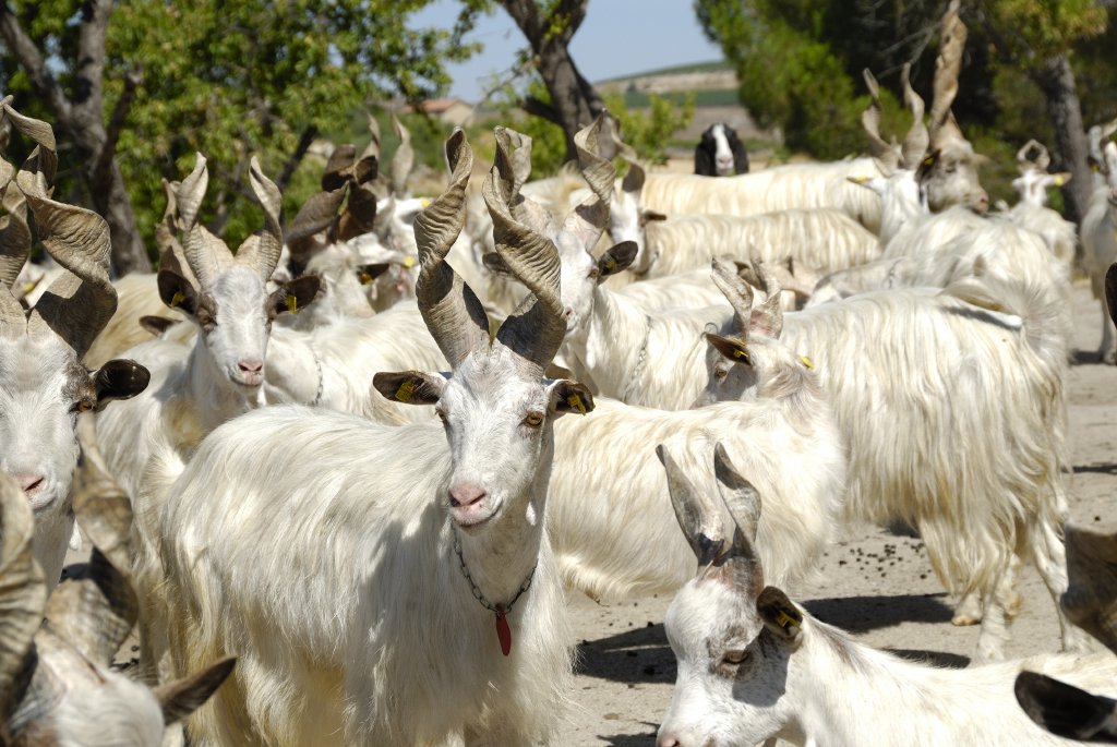 Capra Girgentana - Siciliafan