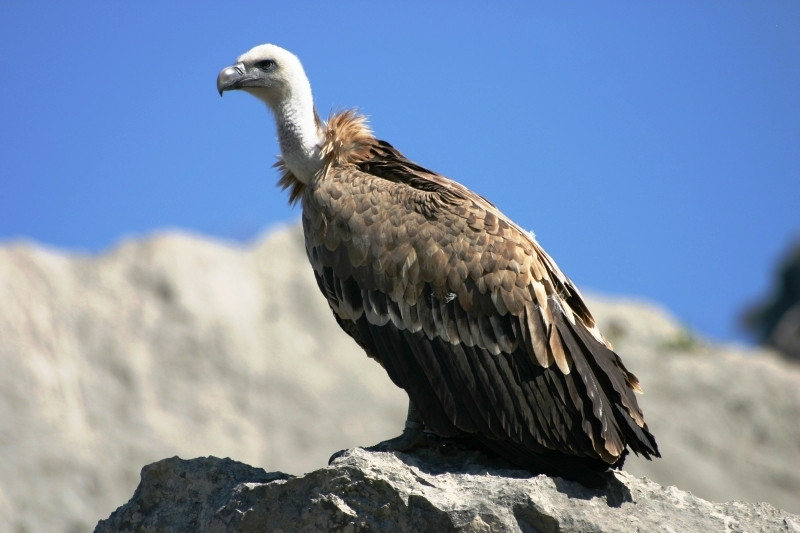 Nascono altri 18 grifoni nel parco dei Nebrodi, in Sicilia: adesso sono ...