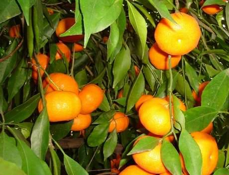 È siciliano il mandarino più richiesto in Europa - Siciliafan