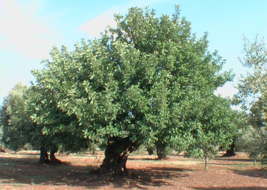 IL CARRUBBO - Siciliafan