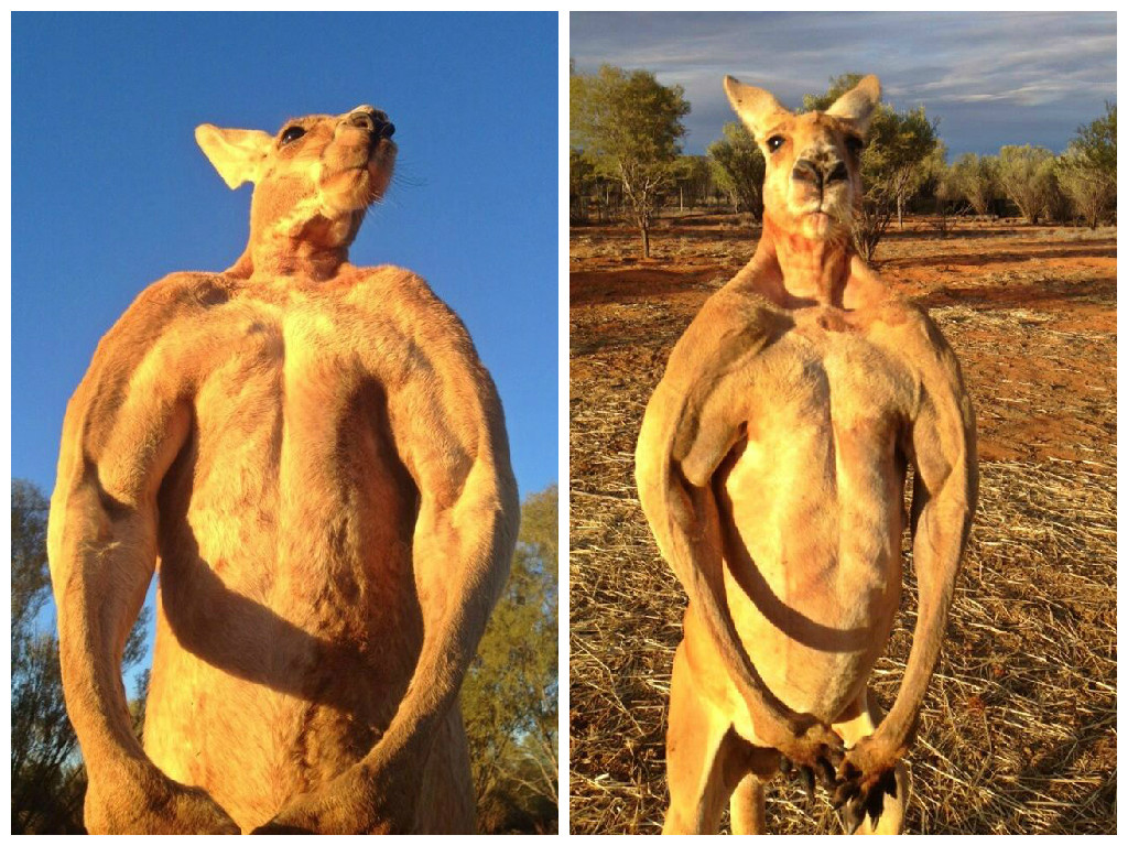 Ecco Roger, il canguro palestrato nuova icona del fitness [FOTO]