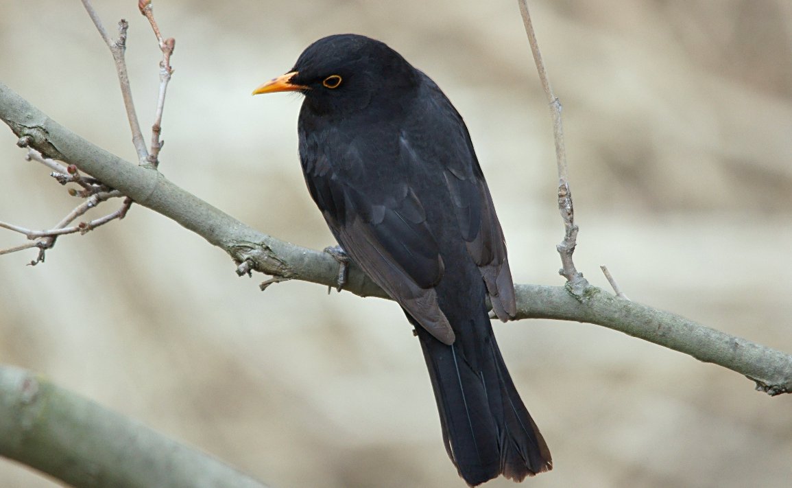 La vera storia dei giorni della merla - Siciliafan