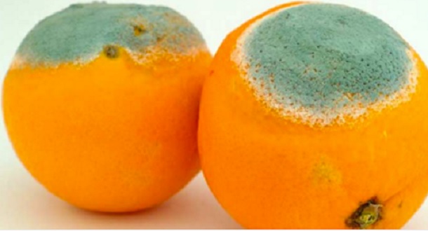 Cibo ammuffito: ecco tutti i rischi che si corrono e cosa bisogna fare ...