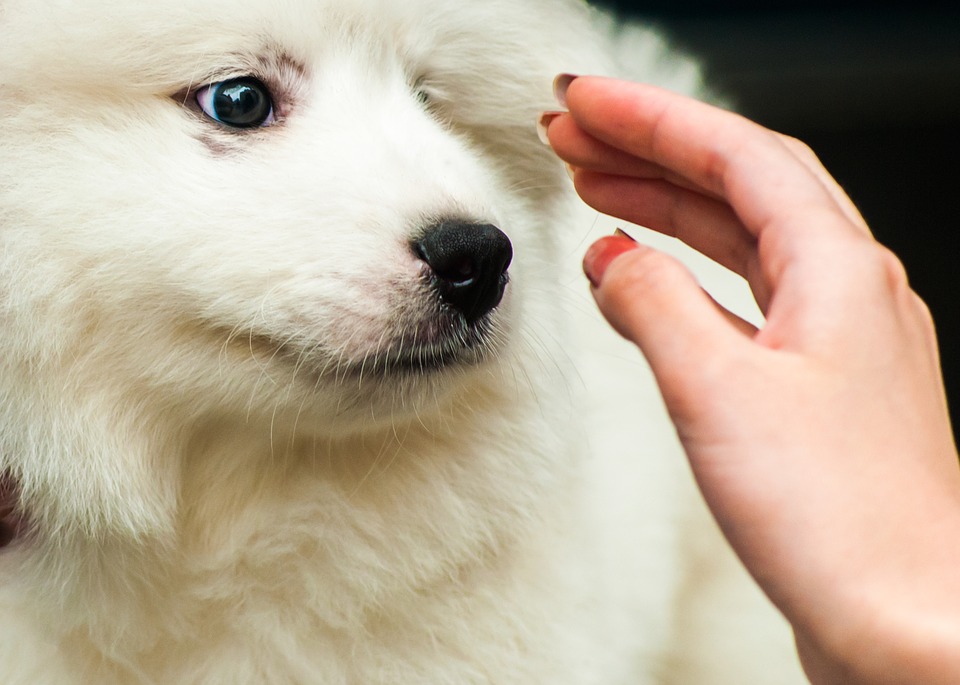 Il cane le morde e le lecca la mano, rimane vittima di una reazione ...