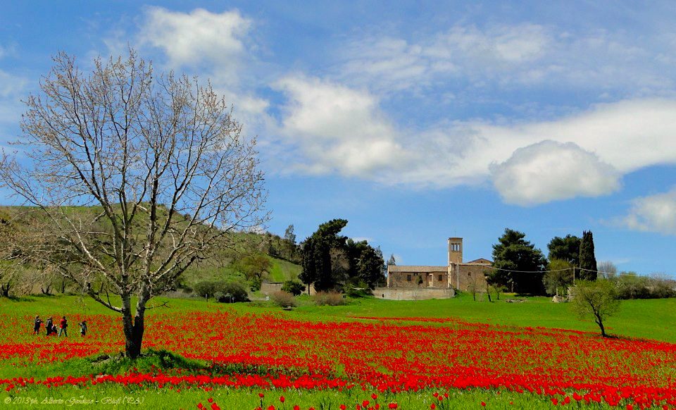 Blufi e i tulipani rossi: la magia della piccola "Olanda di Sicilia ...