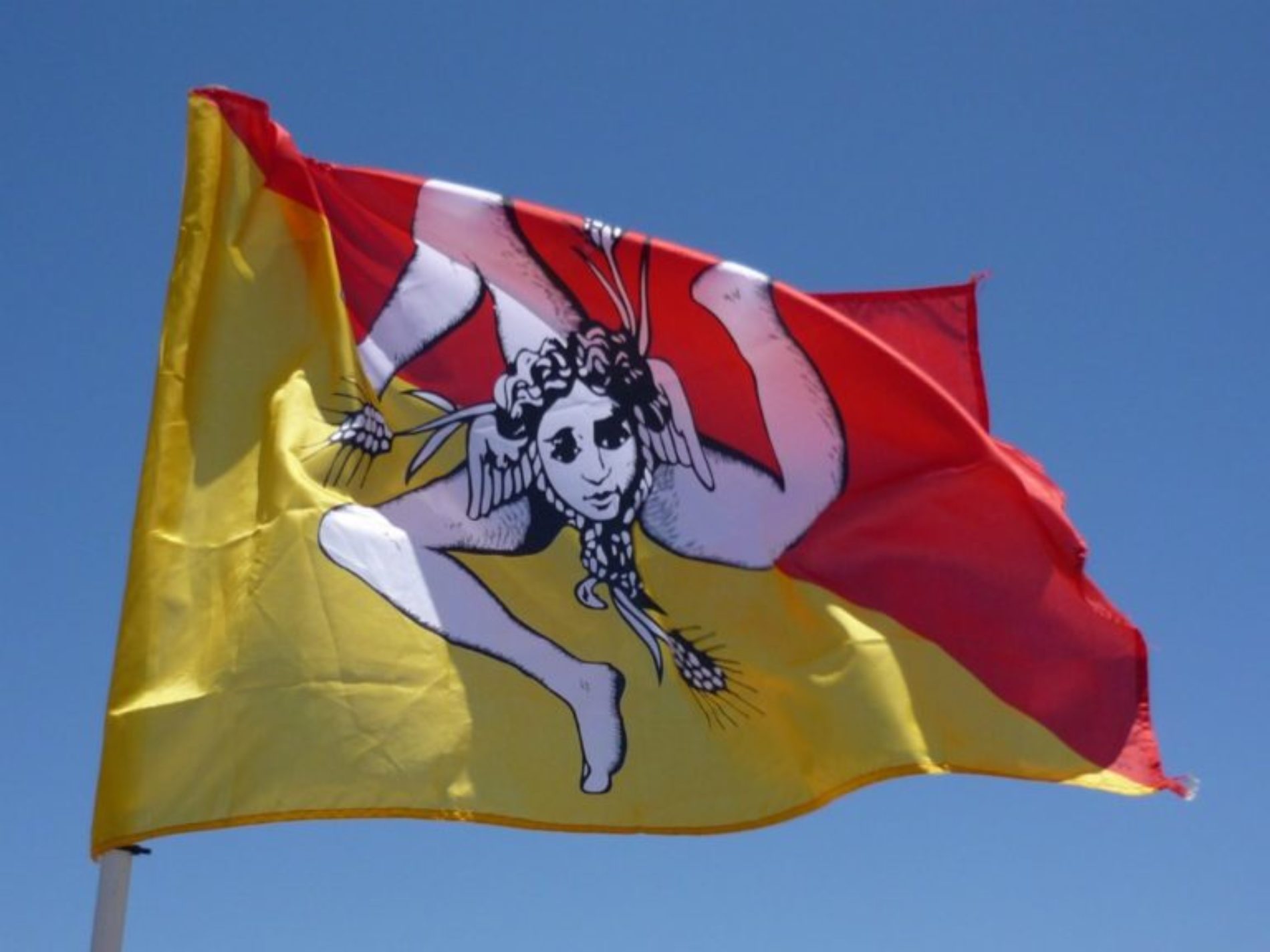 L'Abete delle Madonie è la pianta simbolo della Sicilia - Siciliafan