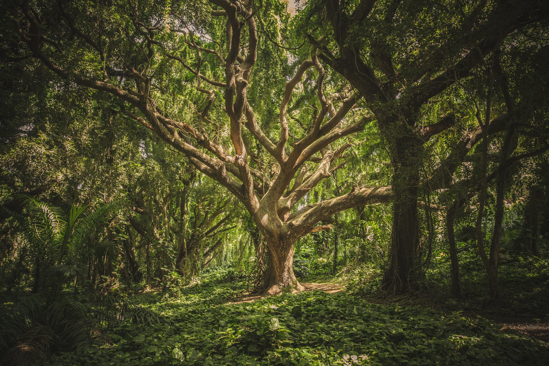 Il Giardino Nuova Gussonea, prezioso Orto Botanico ai piedi dell'Etna ...
