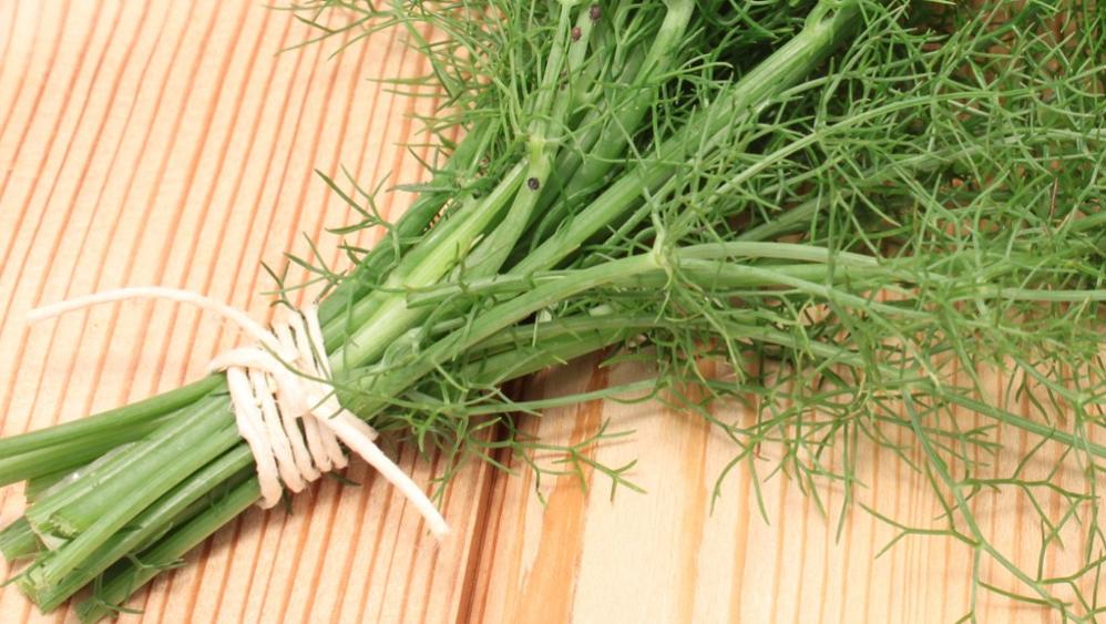 Finocchietto selvatico proprietà, usi e controindicazioni - Siciliafan