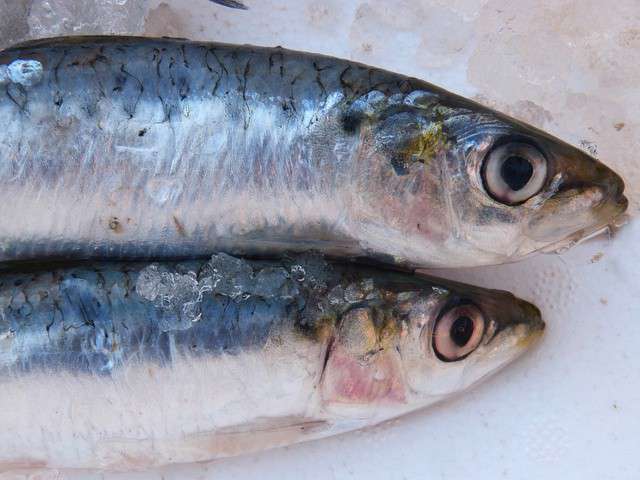 Sarde farcite al forno ricetta siciliana - Siciliafan