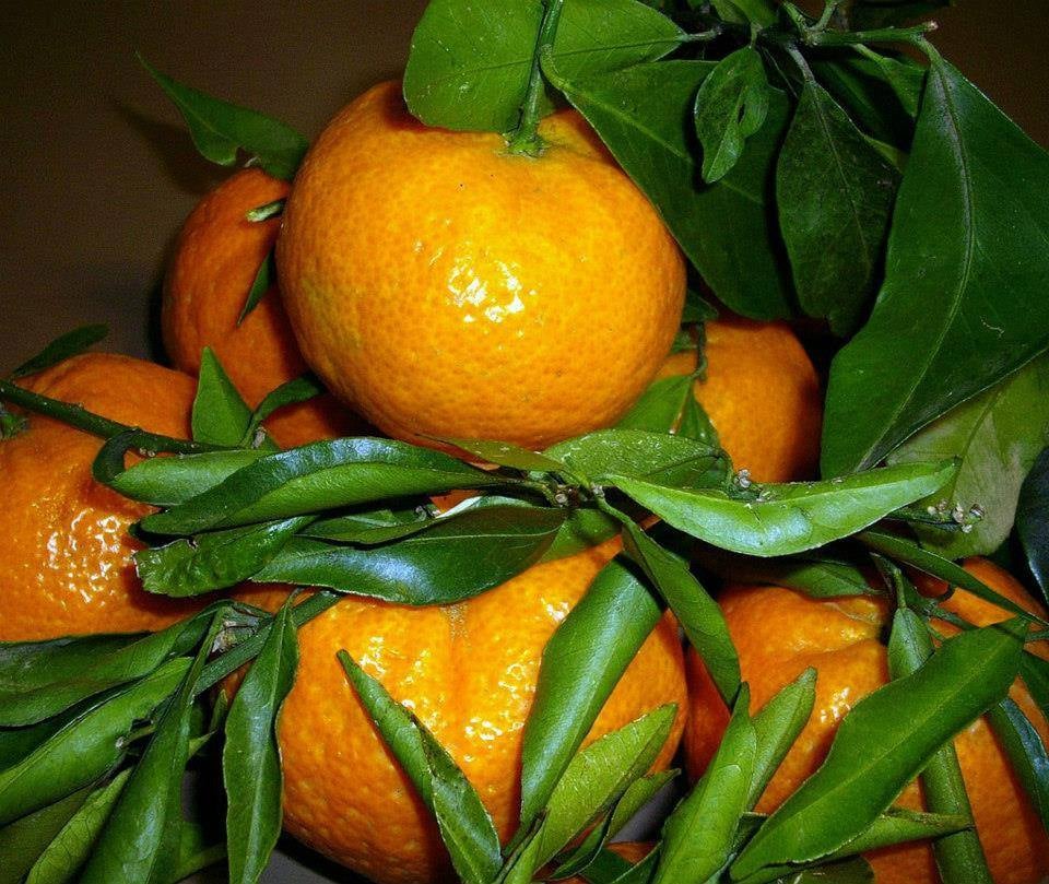 Proprietà e benefici dei mandarini, tesoro della terra siciliana ...