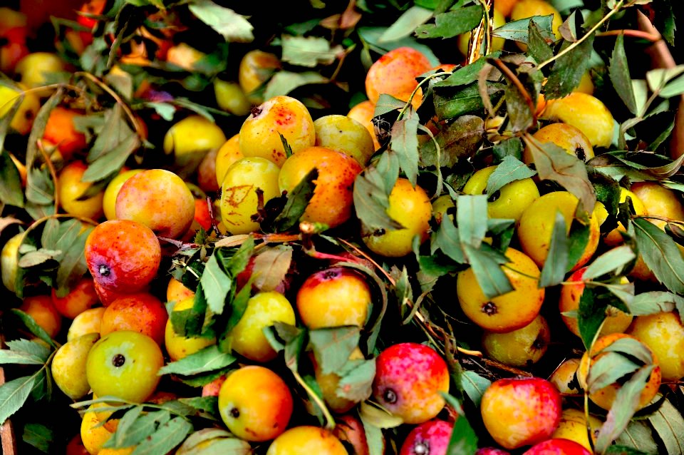 Sorba frutto portafortuna dei nostri nonni: chi lo ricorda? - Siciliafan