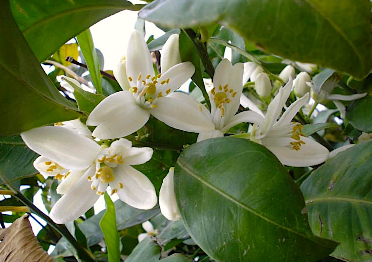 Zagara significato e leggenda: il profumo di Sicilia che ti incanta - Siciliafan