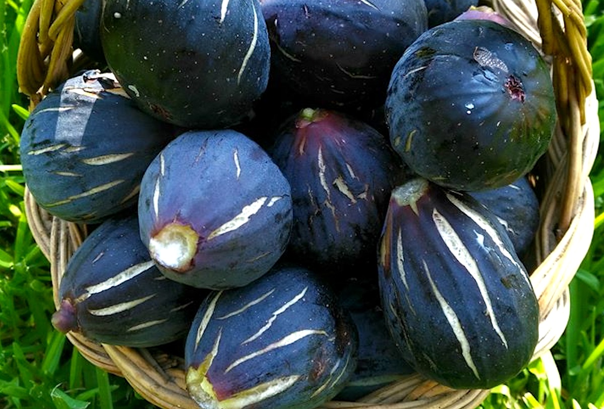 Fichi neri siciliani: dolci da gustare, belli da vedere - Siciliafan