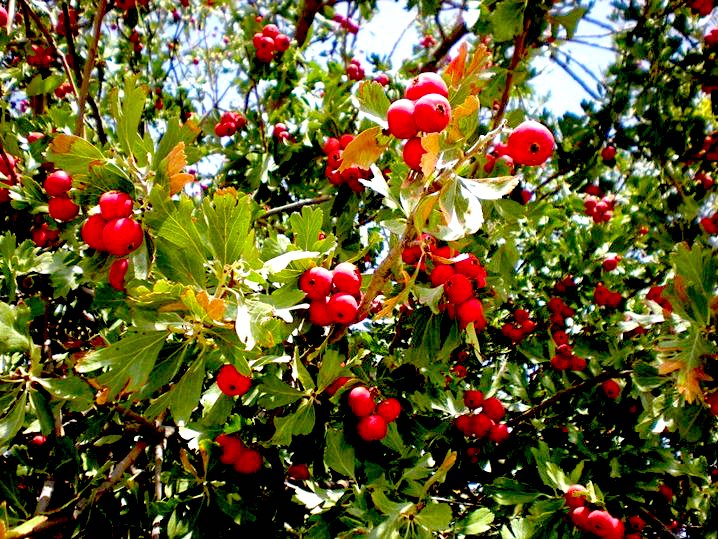 Dal Ciansu alla Zalora, ecco gli antichi nomi dei frutti siciliani ...