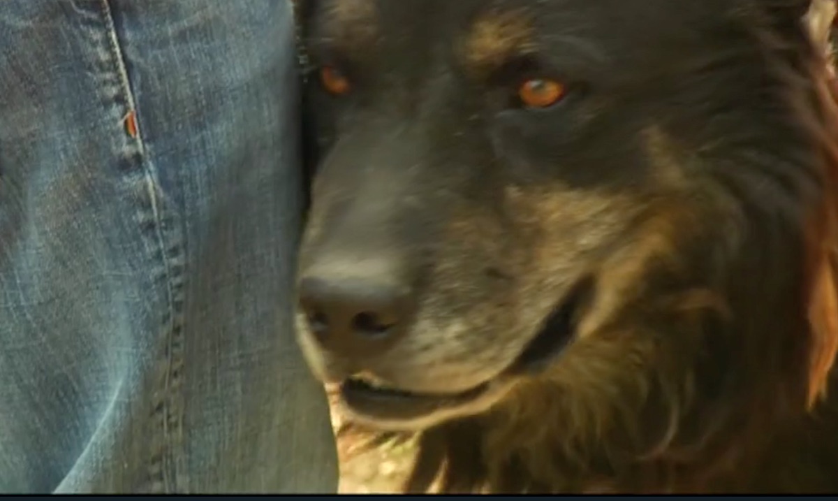 Cane di Mannara, l'antico protettore del gregge - Siciliafan