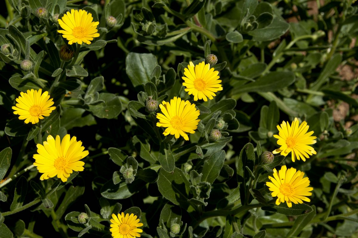 Calendula Maritima, il fiore giallo che cresce solo in Sicilia - Siciliafan