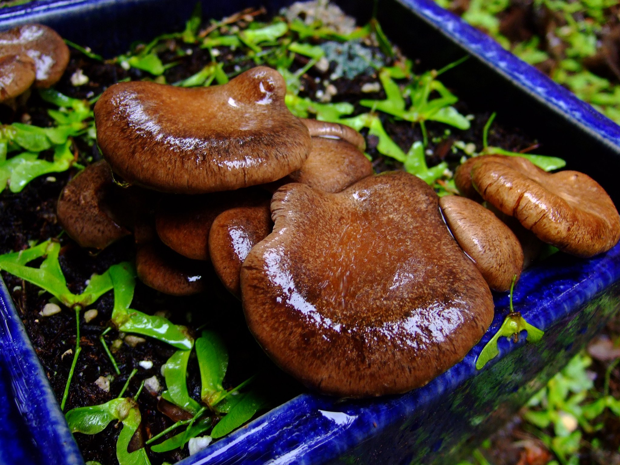 Fungo di Ferla, delizia del territorio siciliano: come lui non c'è ...