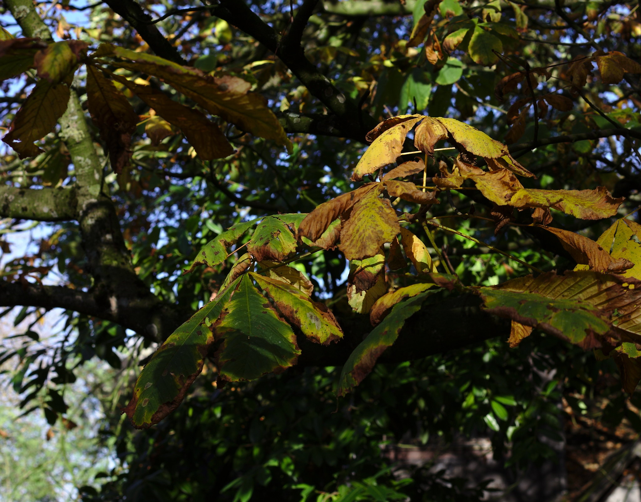 Castagno dei 100 Cavalli Albero Italiano dell'Anno 2021 - Siciliafan