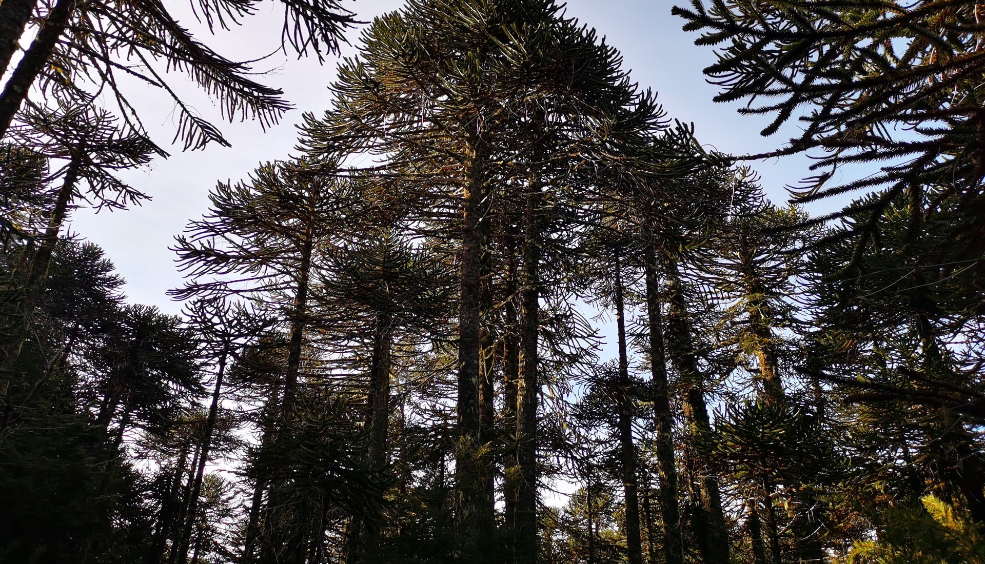 L'Araucaria dell'Orto Botanico di Palermo è l'albero più alto della Sicilia