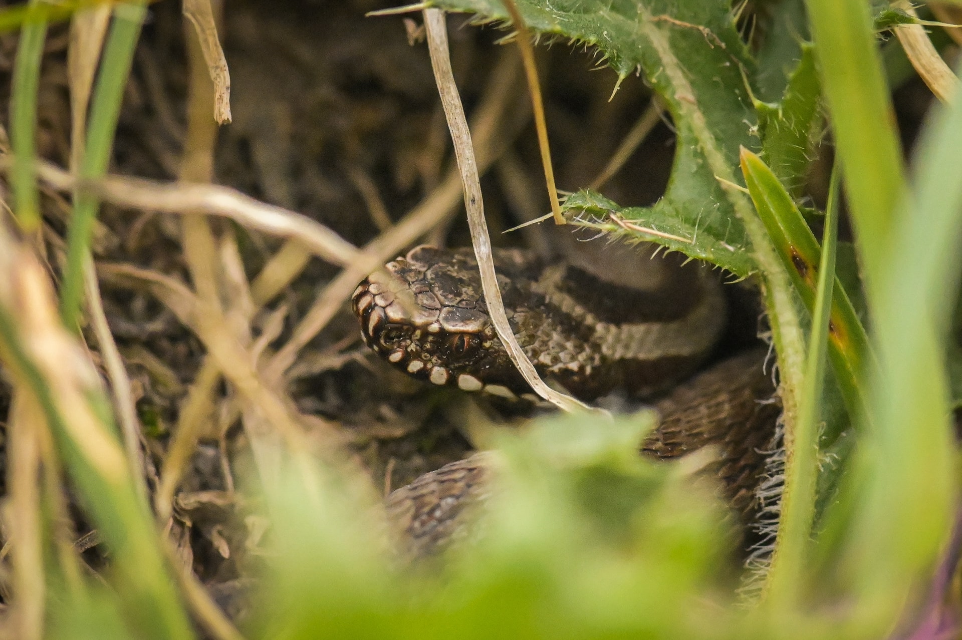 Vipera dell'Etna, il serpente che ama il vulcano - Siciliafan