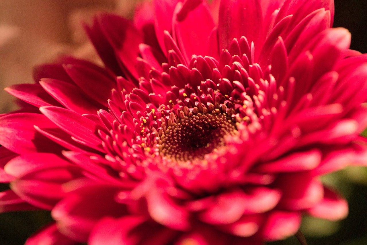 Il 25 novembre un Fiore SOSpeso per dire no alla violenza sulle donne