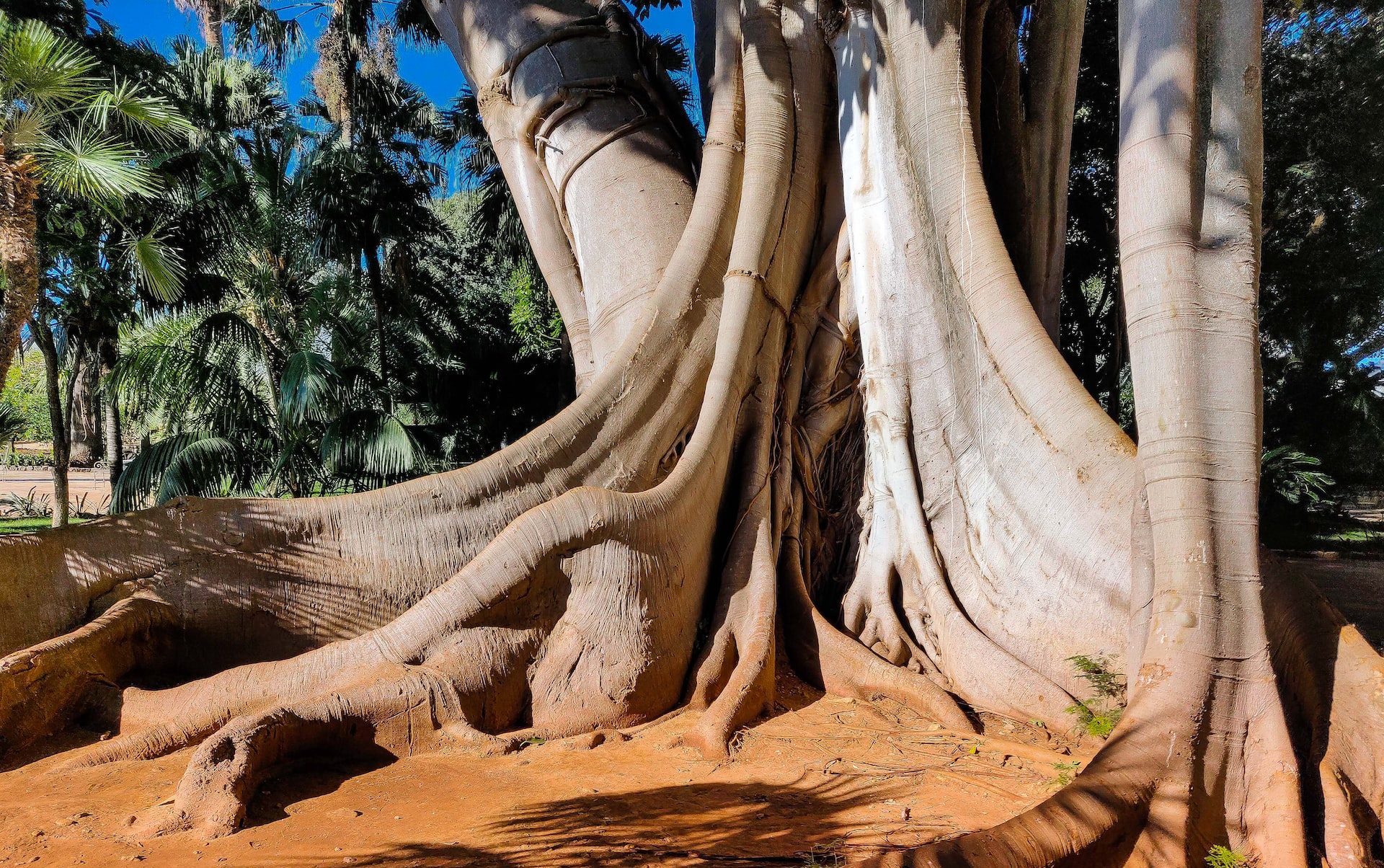Il grande Ficus dell'Orto Botanico di Palermo è l'Albero Italiano dell ...