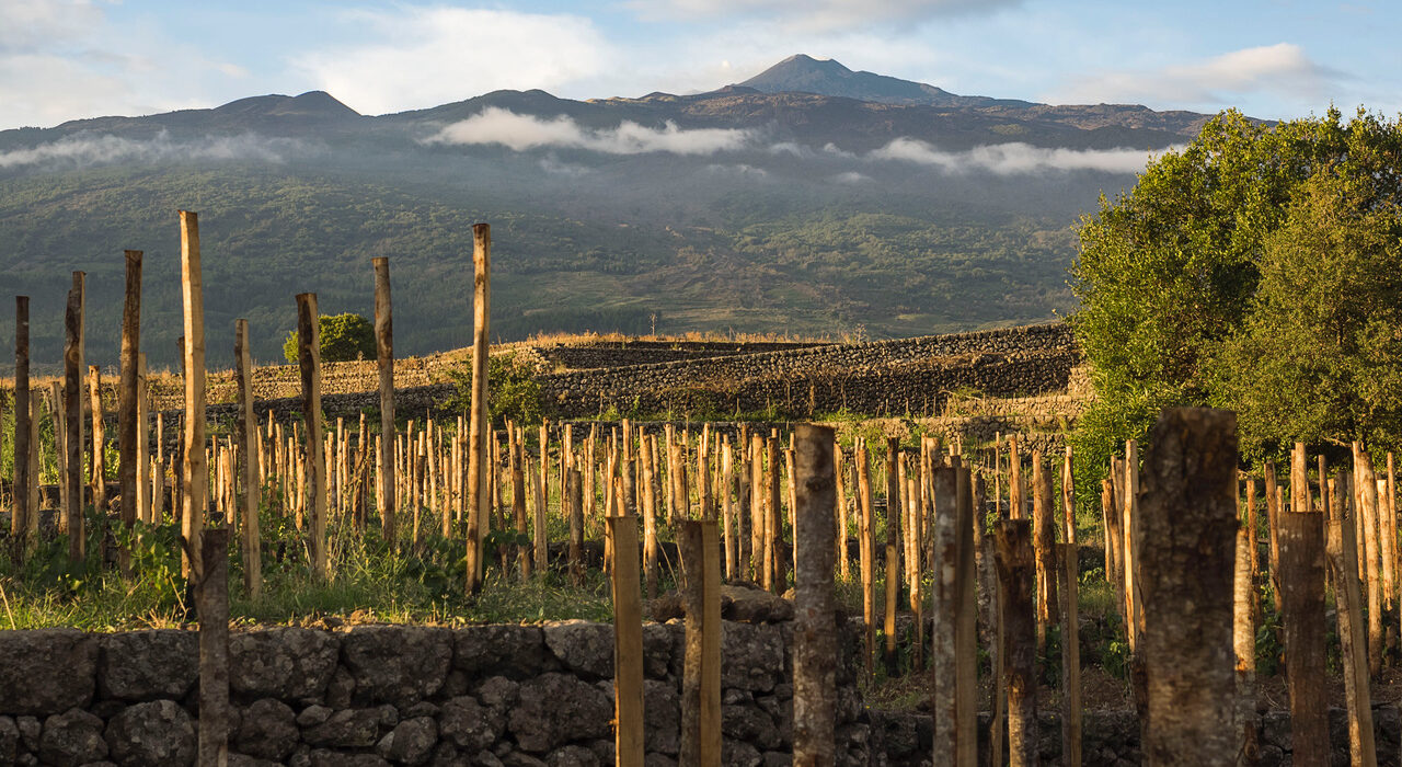 Vino, è pronta la nuova mappa delle Contrade dell'Etna