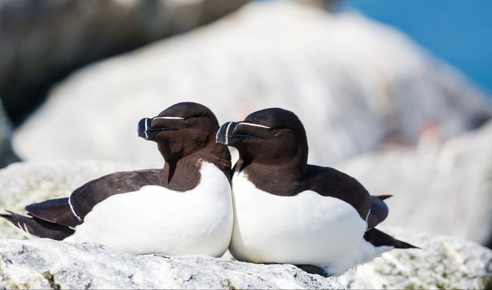 Avvistamenti record di gazze marine in Italia, sono arrivate anche in ...