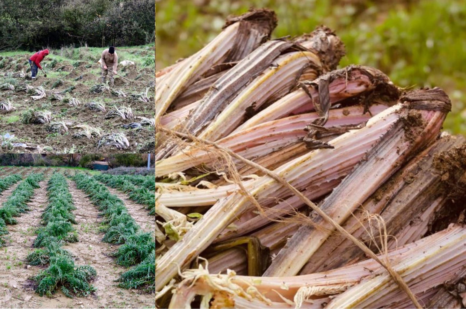 Il Carduni vruricatu, una tenera bontà che nasce dalla terra - Siciliafan