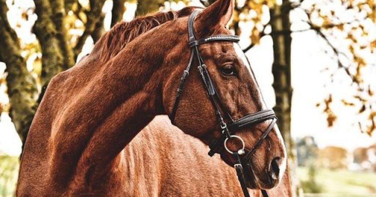 Il cavallo siciliano ottiene il riconoscimento di "razza a limitata ...