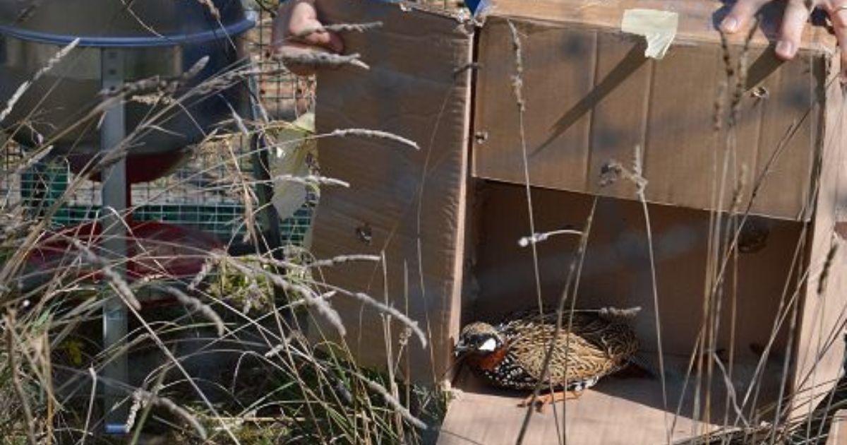 Il Francolino torna a volare nei cieli siciliani dopo 150 anni dall ...