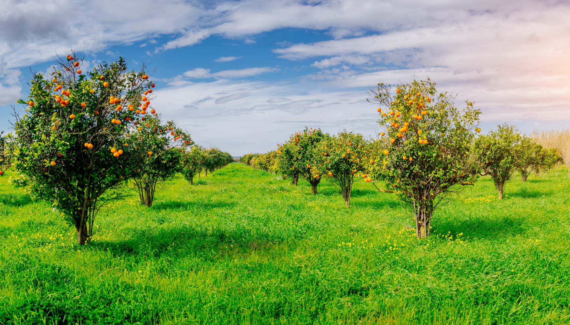 Gli agrumi siciliani sempre più a corto d’acqua: dall'Ateneo di Catania ...