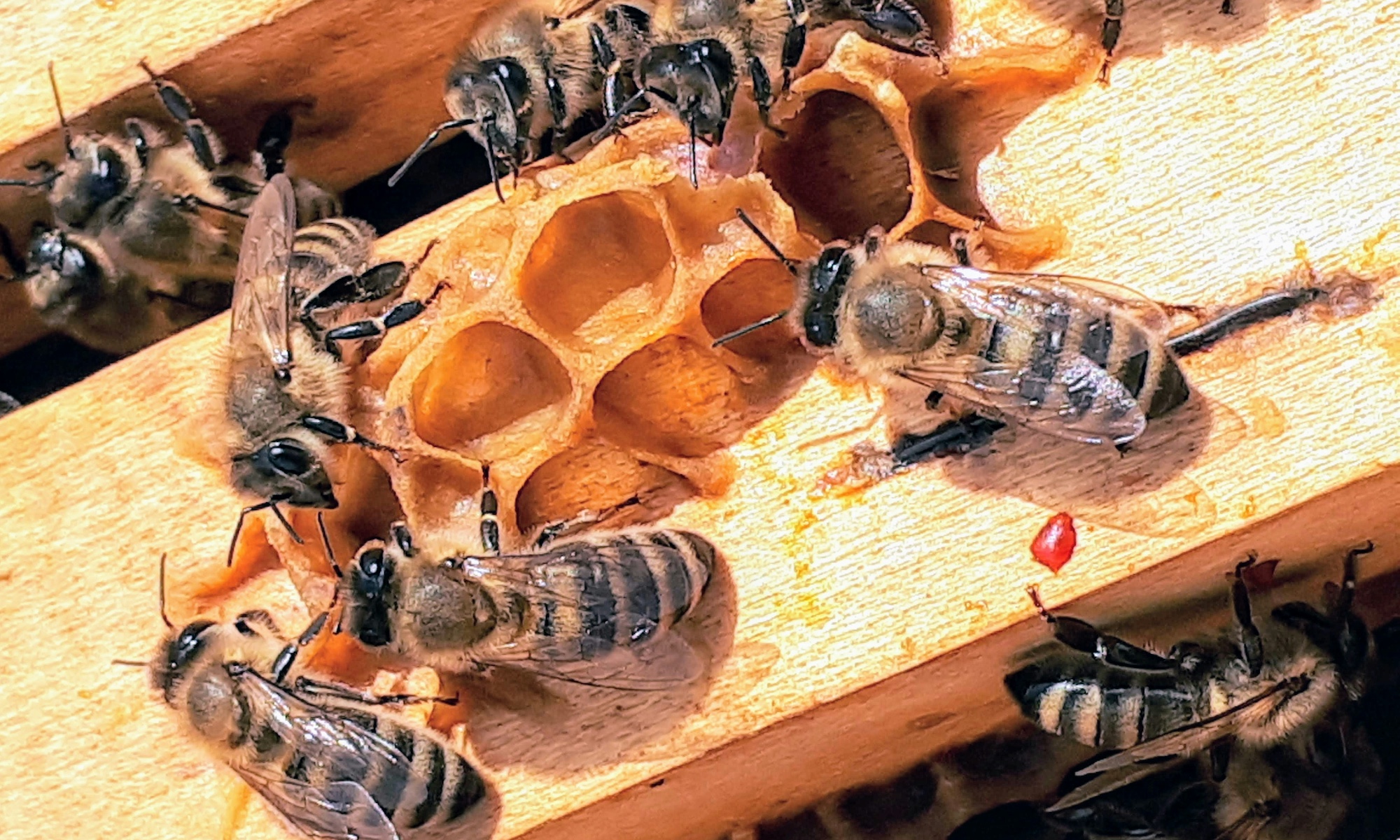 “ImpollinAzione”, con Aras alla scoperta del mondo delle api e del ...