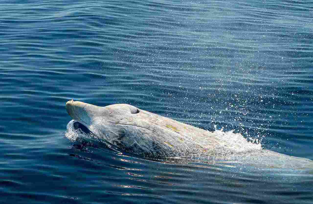 Un ospite raro nei mari siciliani: avvistato uno zifio, il cetaceo che ...