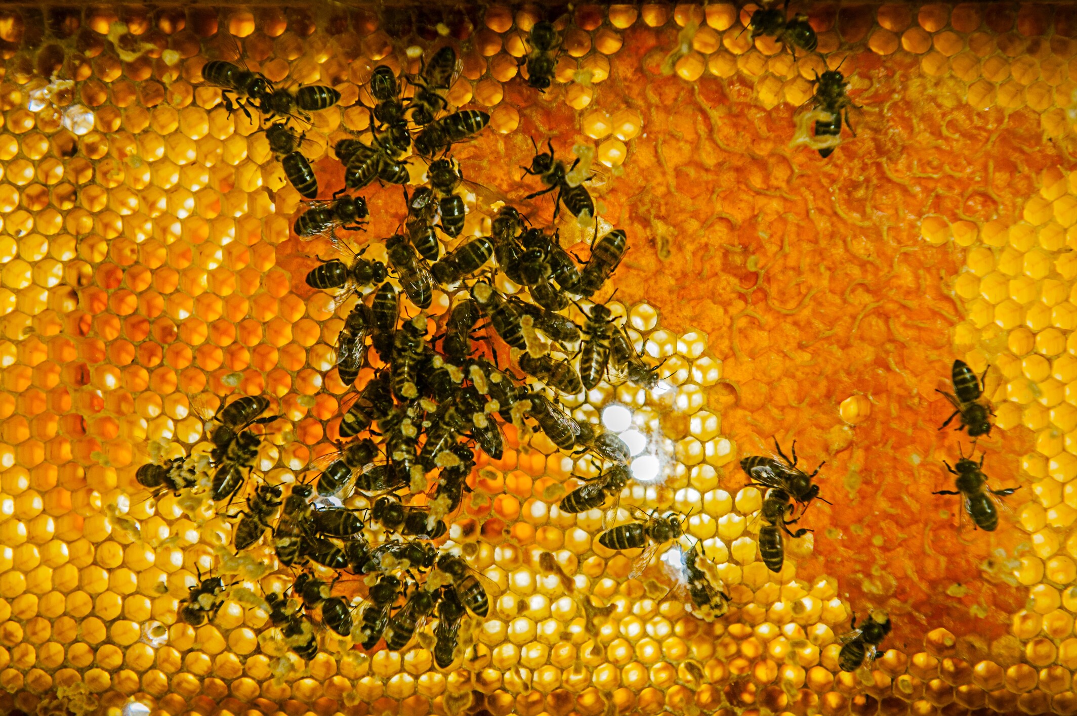 BiolMiel 2025, Bergi trionfa con il Miele di Ape Nera Sicula - Siciliafan